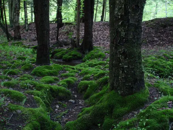 Moss - New World Encyclopedia