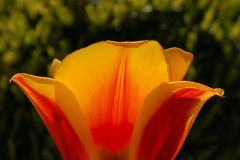 Tulip - New World Encyclopedia