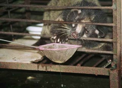 Civet - New World Encyclopedia