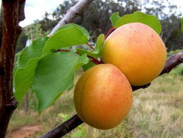 Apricot - New World Encyclopedia