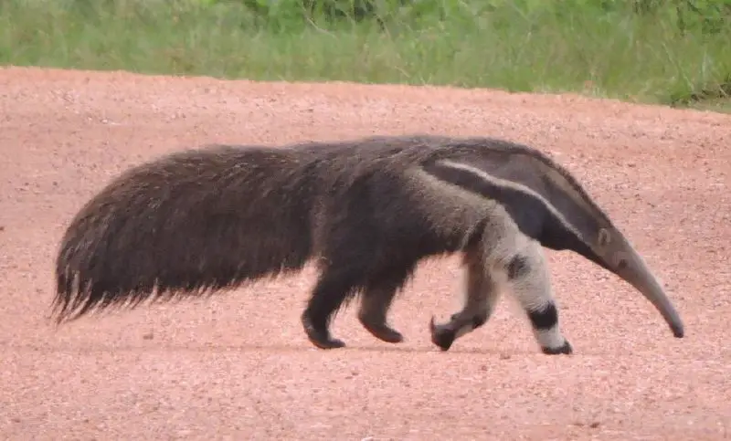 Anteater - New World Encyclopedia