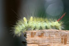 Caterpillar - New World Encyclopedia