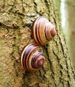 Snail - New World Encyclopedia