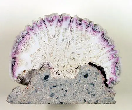 Coral - New World Encyclopedia