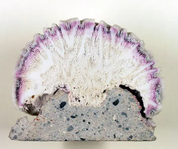 Coral - New World Encyclopedia