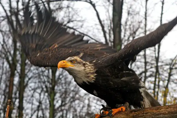 Bald Eagle - New World Encyclopedia