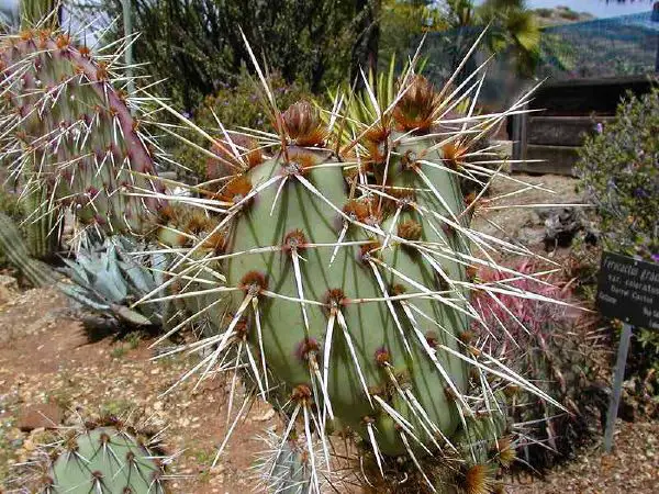 Cactus - New World Encyclopedia