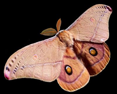 Moth - New World Encyclopedia
