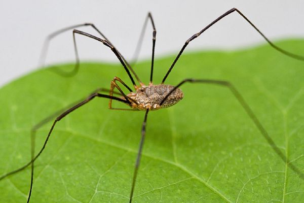 Opiliones - New World Encyclopedia
