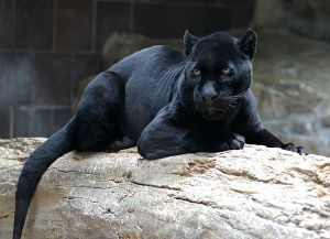 Jaguar - New World Encyclopedia
