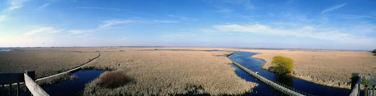 Wetland - New World Encyclopedia