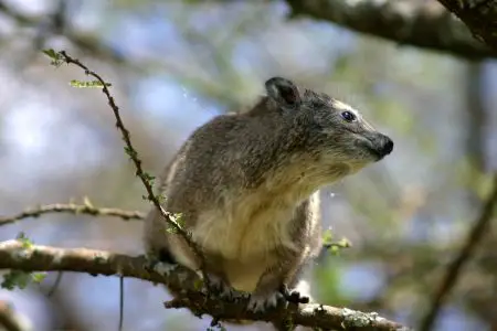 Hyrax - New World Encyclopedia