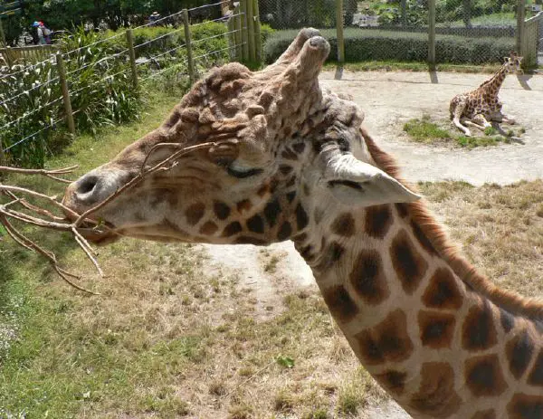 Jean-Baptiste Lamarck - New World Encyclopedia