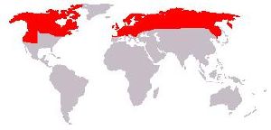 Ermine - New World Encyclopedia