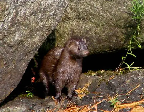 Mink - New World Encyclopedia