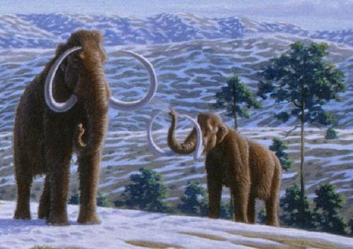 Woolly mammoth - New World Encyclopedia