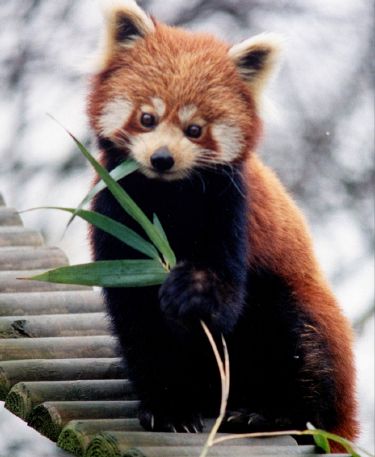 Red panda - New World Encyclopedia