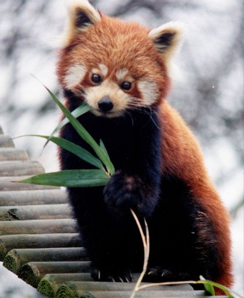 Red panda - New World Encyclopedia