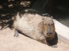 Capybara - New World Encyclopedia