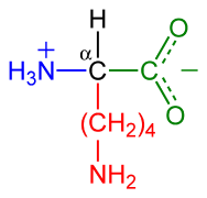 Lysine - New World Encyclopedia
