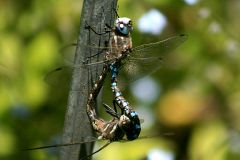 Dragonfly - New World Encyclopedia