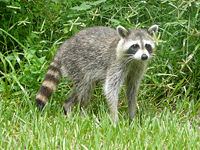 Raccoon - New World Encyclopedia