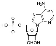 Nucleotide - New World Encyclopedia