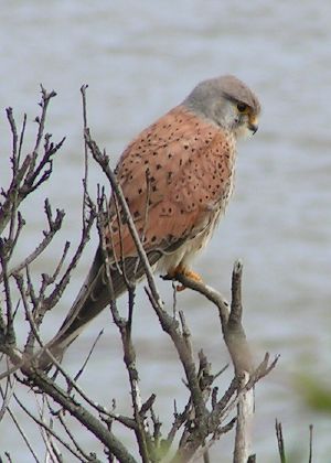 Falcon - New World Encyclopedia