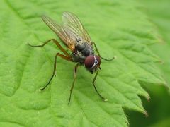 Fly - New World Encyclopedia