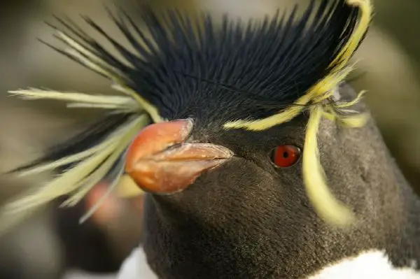 Penguin - New World Encyclopedia