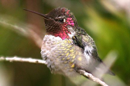Hummingbird - New World Encyclopedia