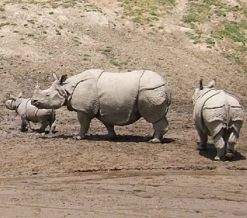 Rhinoceros (genus) - New World Encyclopedia