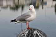 Gull - New World Encyclopedia
