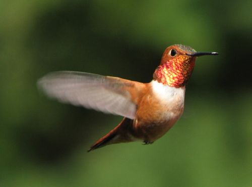 Hummingbird - New World Encyclopedia